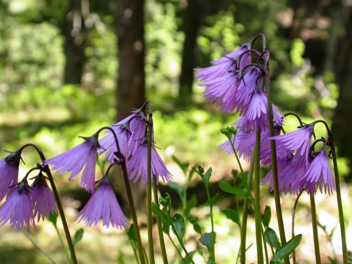 Czech Republic & Slovakia - Wildflower Tour
